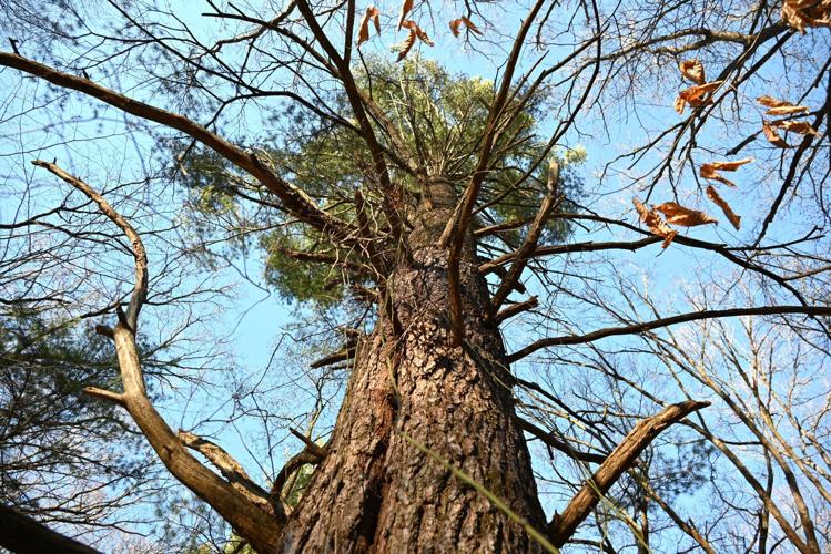 Ross Preserve is a hidden gem in coastal Covert | Local ...