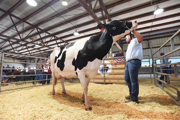 Prize-winning cows auction for thousands at Berrien County Youth Fair ...