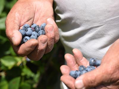 Huizenga, lawmakers call for end to frozen blueberry tariffs ...