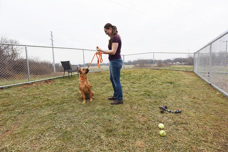 Berrien County animal shelter benefits from donations | Benton Harbor ...