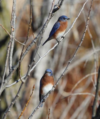 Some eastern bluebirds stick around for winter | Local ...