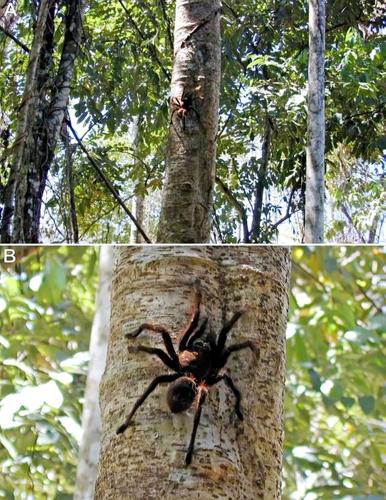 Tarantulas use ‘spidey sense’ to remember where to hunt | National ...