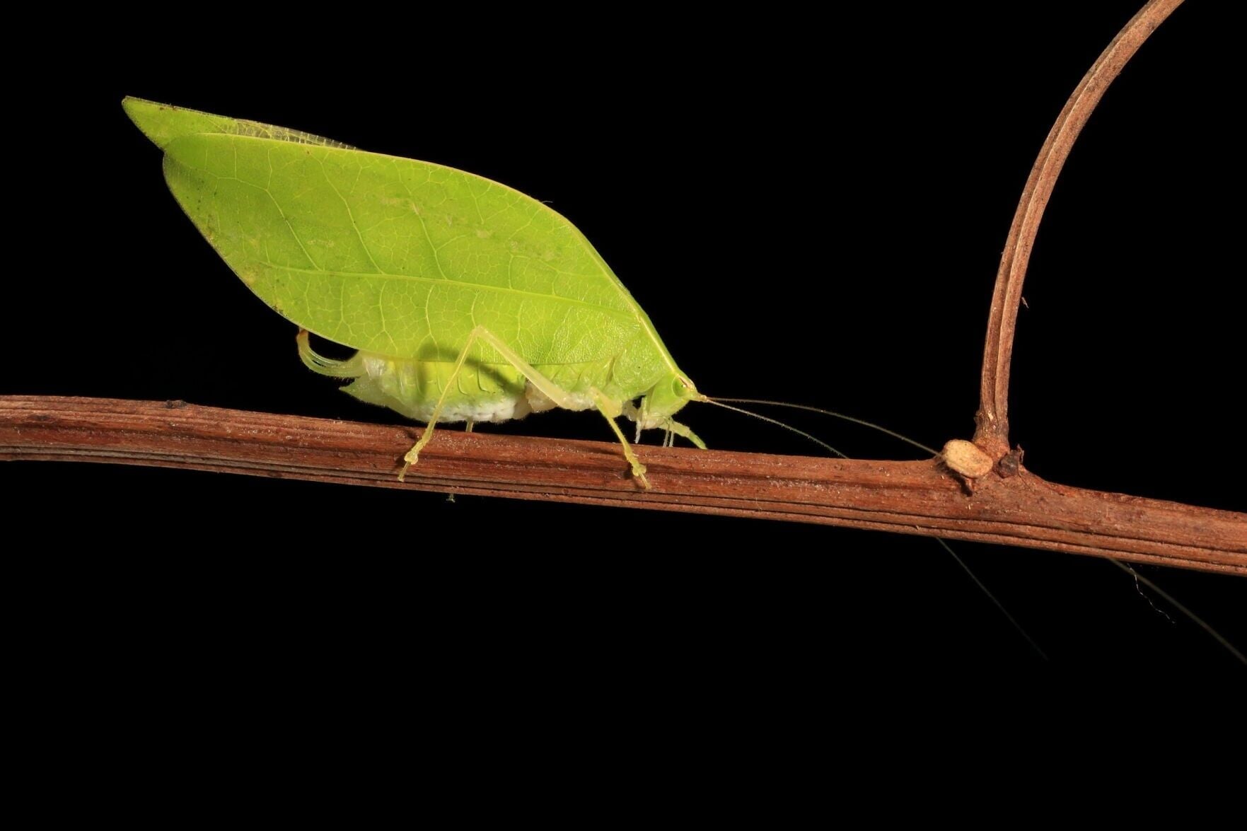 Insect uses its leaf-like camouflage to attract potential mates ...