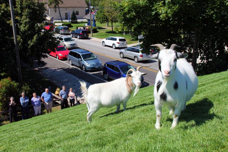 Swedish cuisine from Al Johnson's – and goats! | Features ...