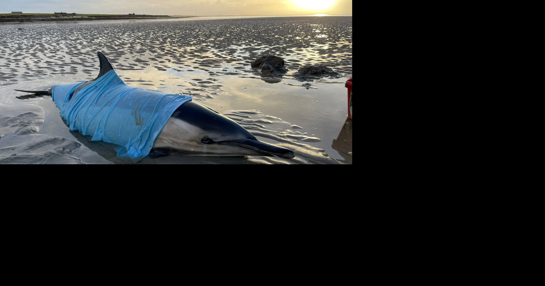 Marine experts rush to save six dolphins stranded alive on beach ...