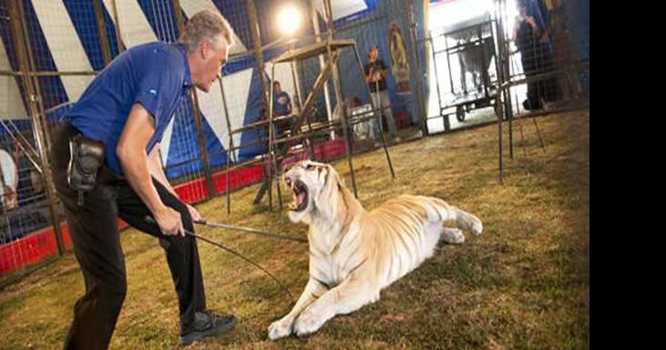 Delilah and Solomon will be 'Herscher Tigers' for a day in June | News ...