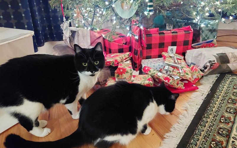 donoutuse | Local News | hgazette.com