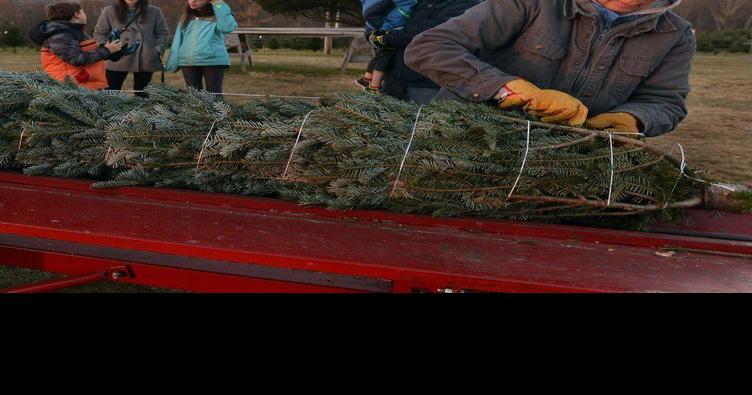 Pick a tree, cut a tree | Local News | hgazette.com