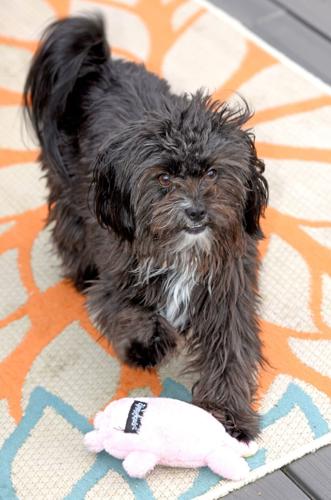 Dog owners compete for their pup to be 'top dog' | Local News ...