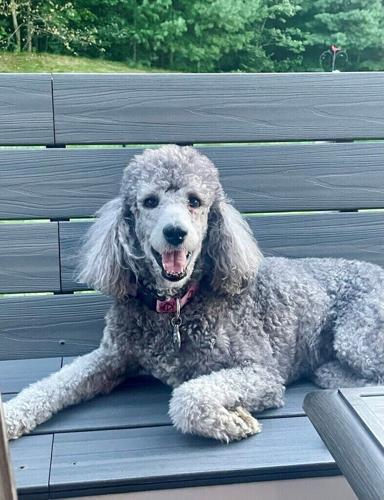 Top Dog contest winners announced | Local News | hgazette.com