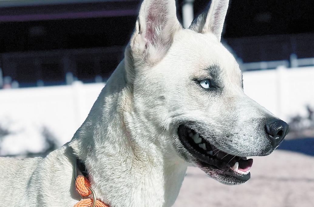 No room at the animal shelter: Yucca Valley pauses pet surrenders by ...