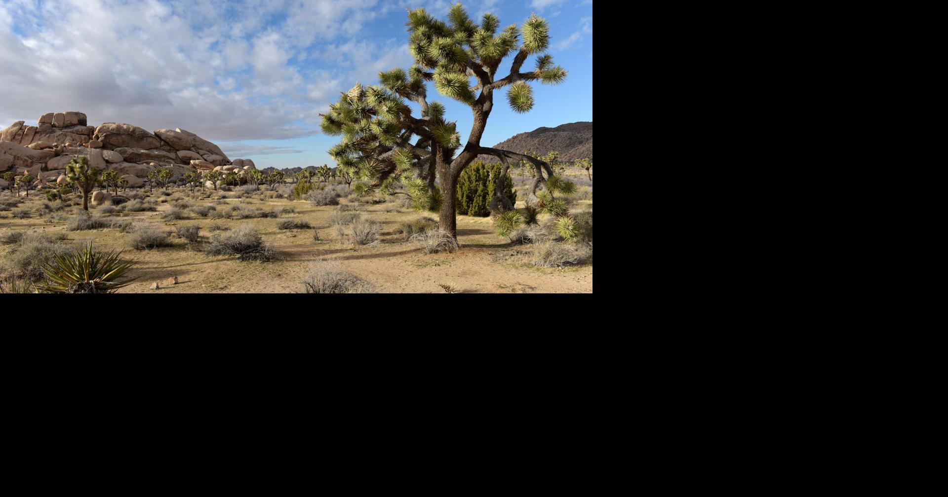 Protesters to gather in Joshua Tree and national park to decry cuts ...