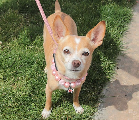 Get your tail over to the Woof Walk! | News | hidesertstar.com