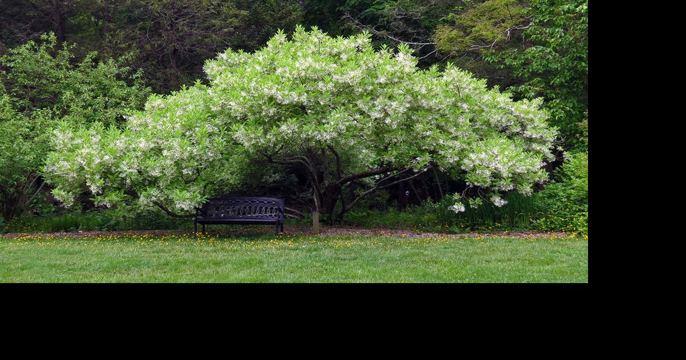 Daniel Boone Native Gardens considered a ‘hidden gem’ in Boone | Daniel ...