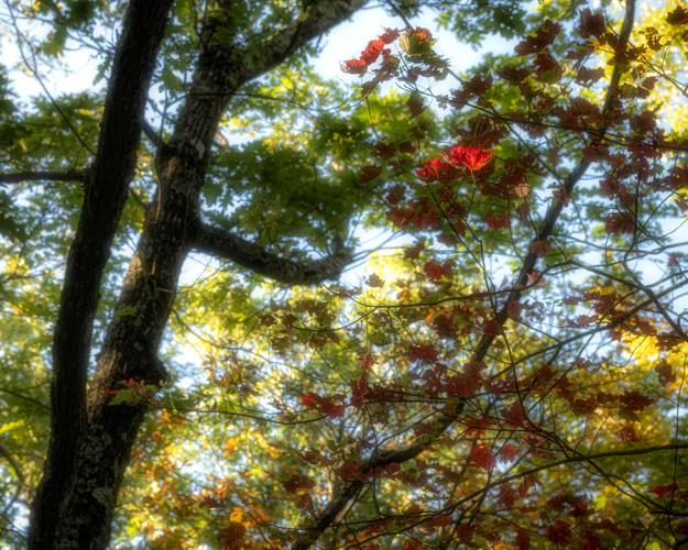 Grandfather Mountain annual Fall Colors Gallery begins | Hcnc ...