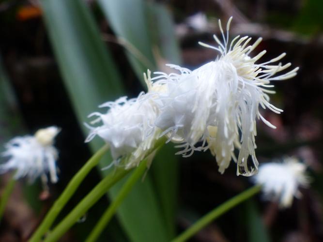 Wake up and smell the wildflowers | Seasonal | highcountrync.com