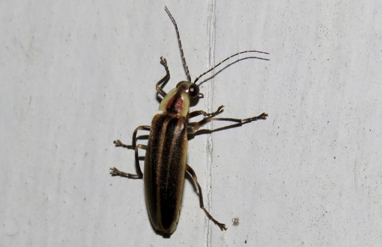 Synchronous fireflies found on Grandfather Mountain | Grandfather ...