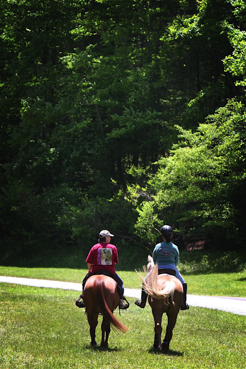 Equine experiences: horseback riding in the High Country | Equestrian ...