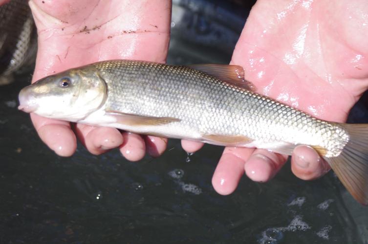 Saving suckers: In a remote corner of Box Elder County, biologists work ...