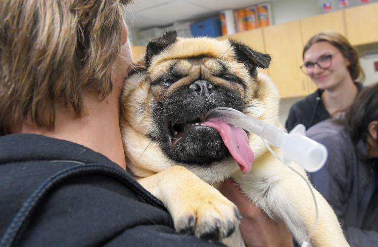 County officials respond to controversy over homeless pugs | Local News ...