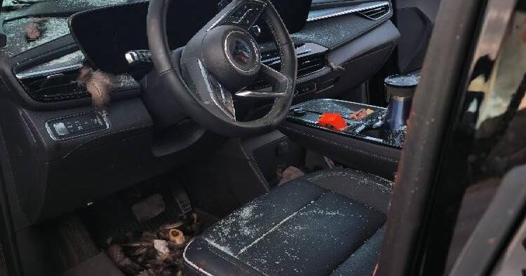 Turkey went through windshield on I-15 in Garland; driver transported ...