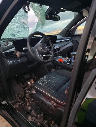 Turkey went through windshield on I-15 in Garland; driver transported ...
