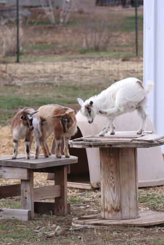 'Mini farm' celebrates spring with baby animals, festivities ...