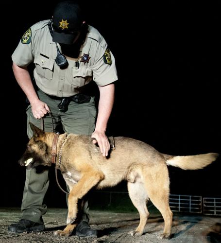 K-9 Endy joins the Cache County Sheriff's Office | Allaccess | hjnews.com