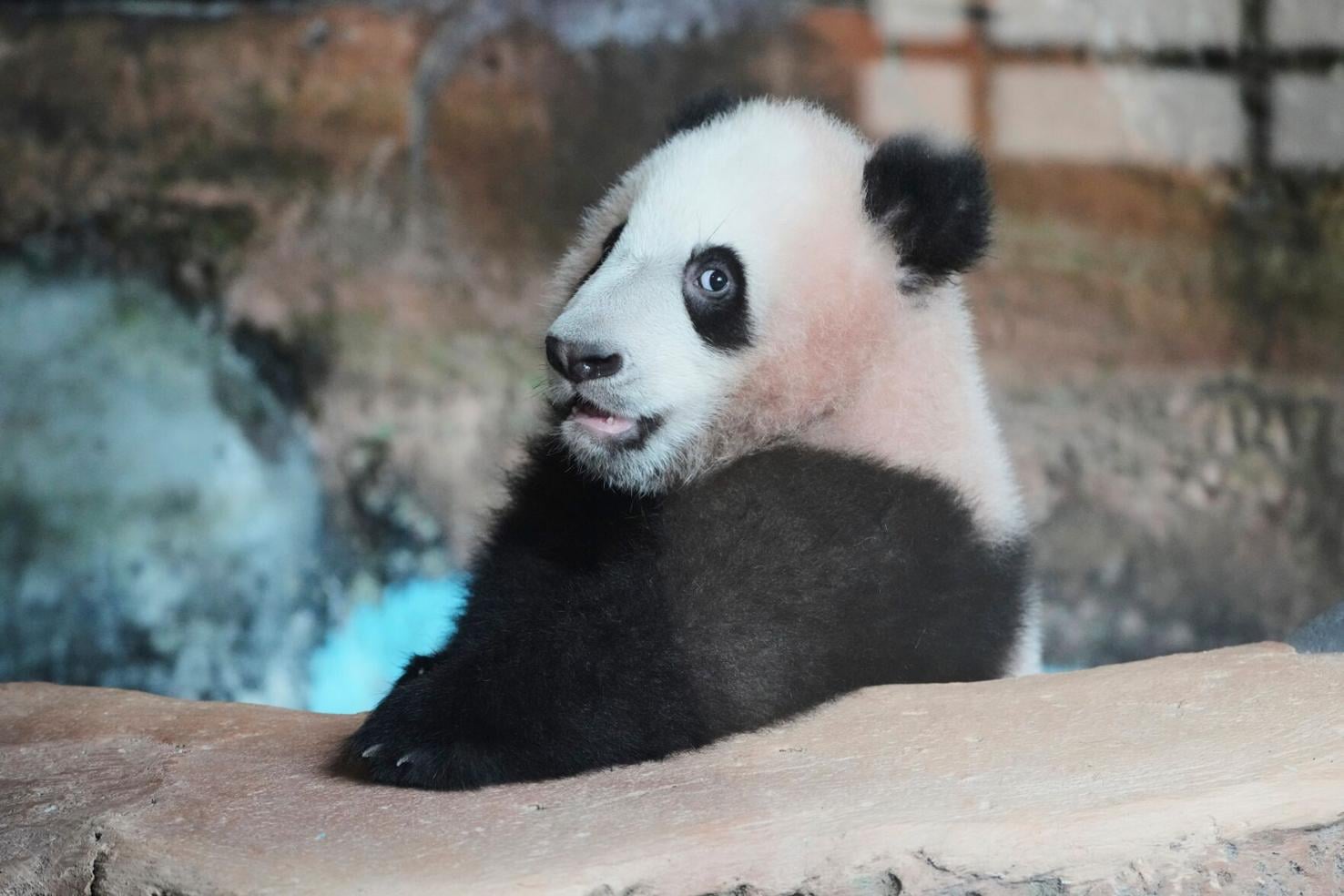 Indonesia Giant Panda | World | hjnews.com