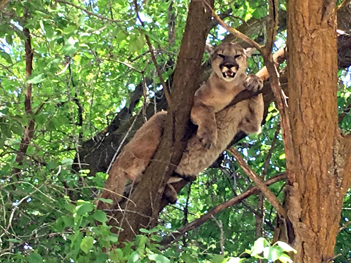 Mountain lion treed in Banida park | Preston Citizen | hjnews.com