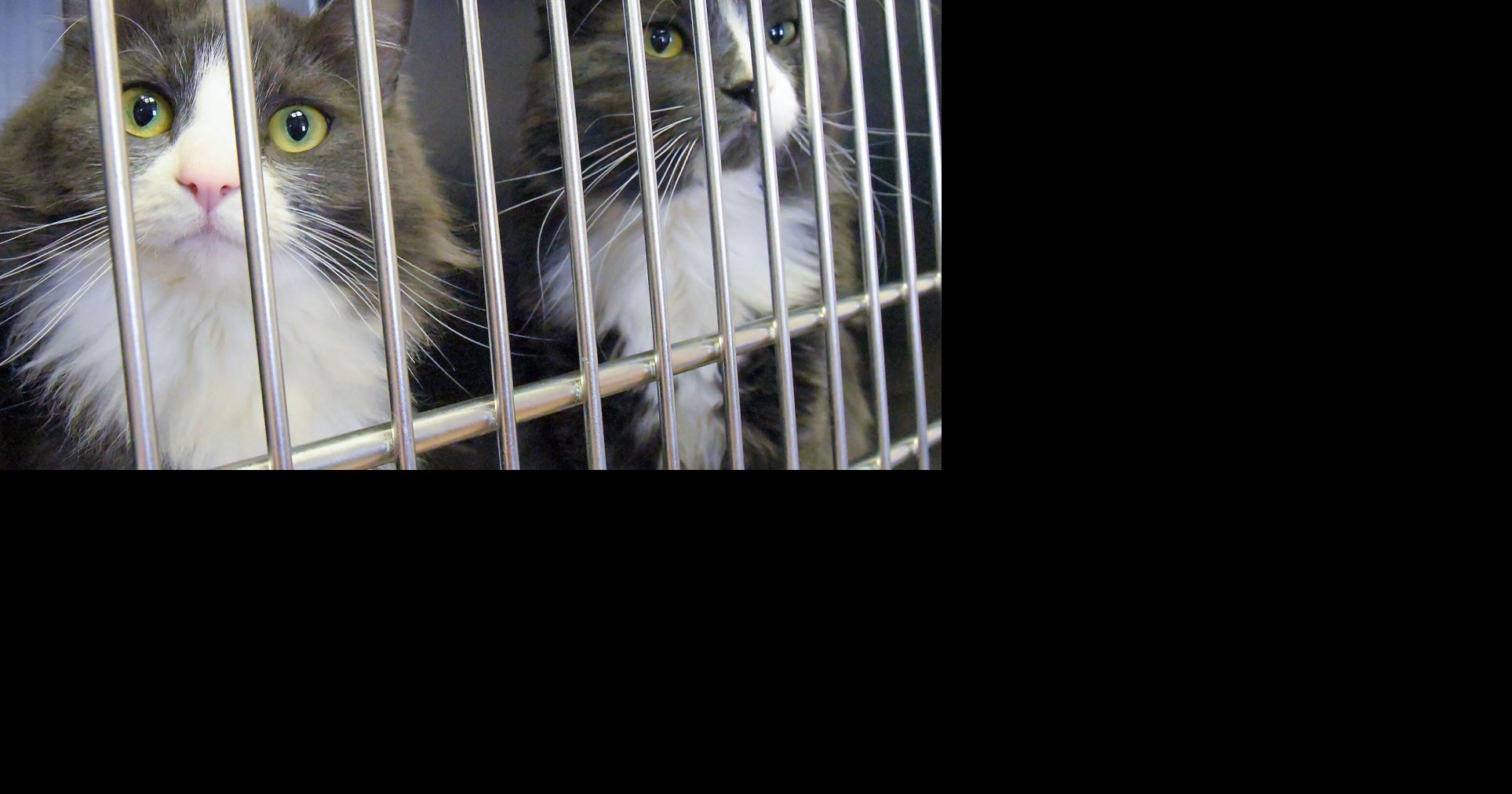 'Adopt a Cat Month:' Local cat shelters encourage community members to ...