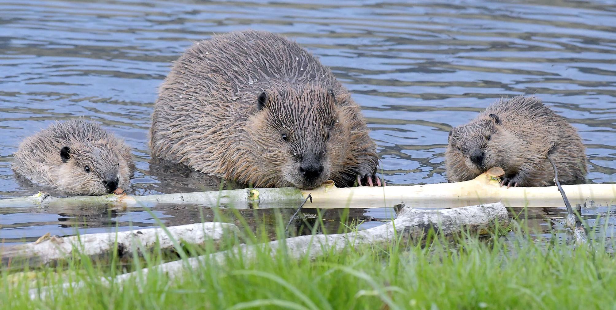 Like Yellowstone: Logan Canyon beaver colony attracting crowds | Local ...