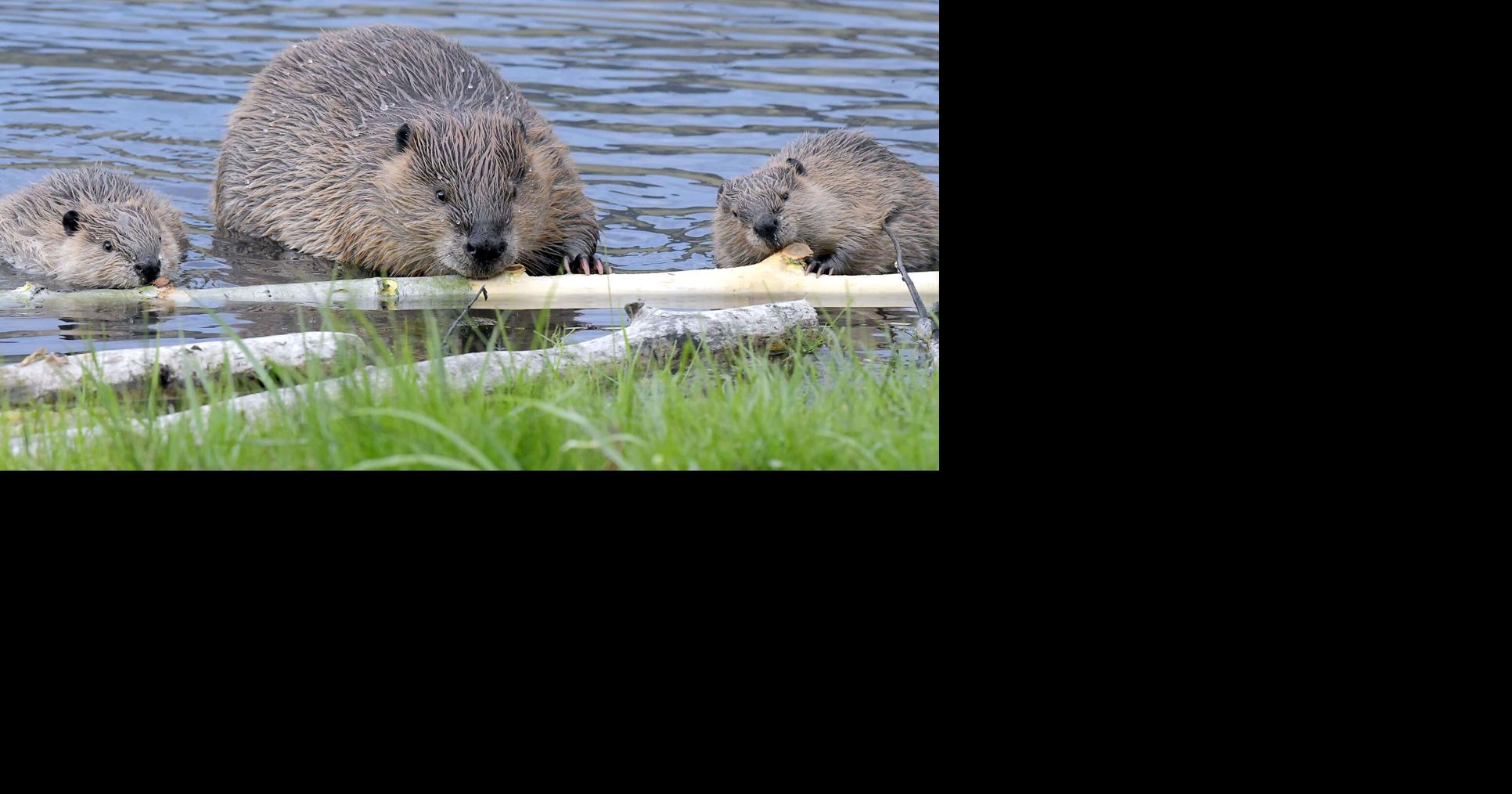 Like Yellowstone: Logan Canyon beaver colony attracting crowds | Local ...
