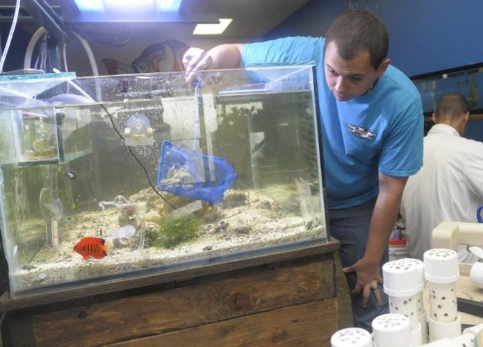 Valley men open business selling saltwater fish | Features | hjnews.com