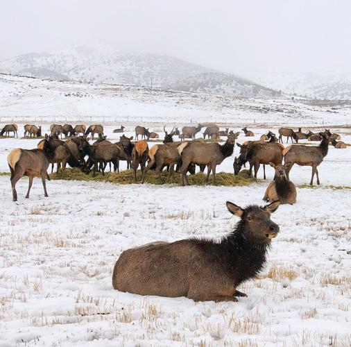 Hardware Ranch celebrates return of the elk | Cache Magazine | hjnews.com