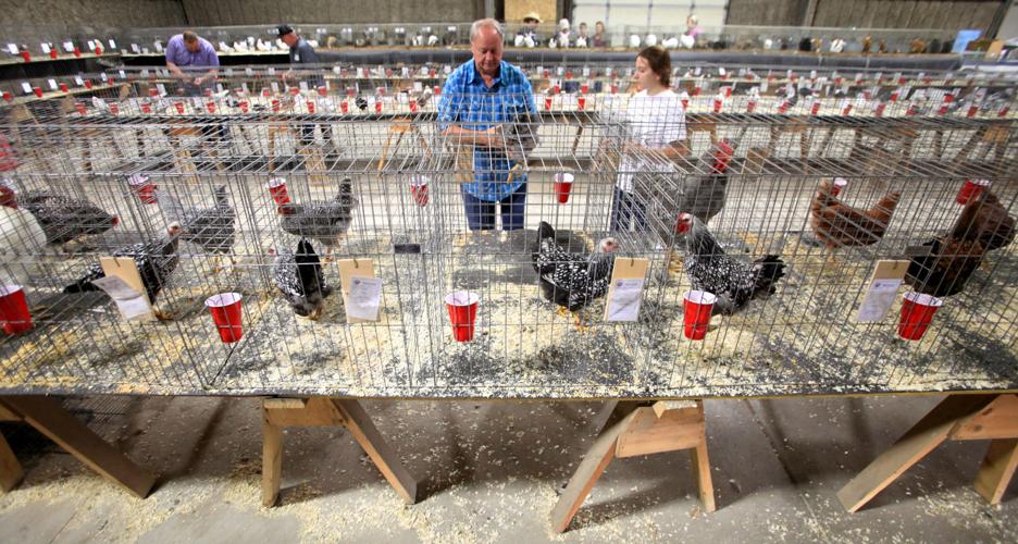 A better bird: Judging chickens, pigeons at fair takes expertise ...