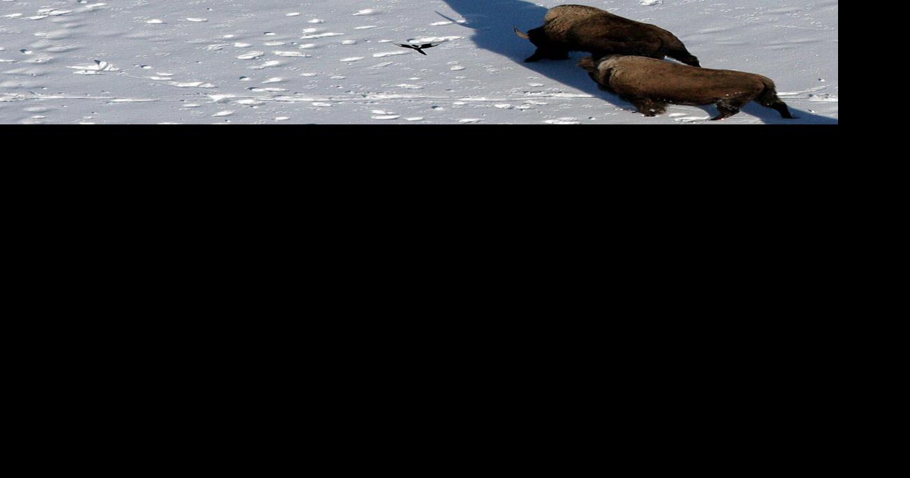 USU researchers shine spotlight on Yellowstone wolves' scavenging ...