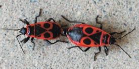 Red fire bugs invade Utah from Europe | News | hjnews.com