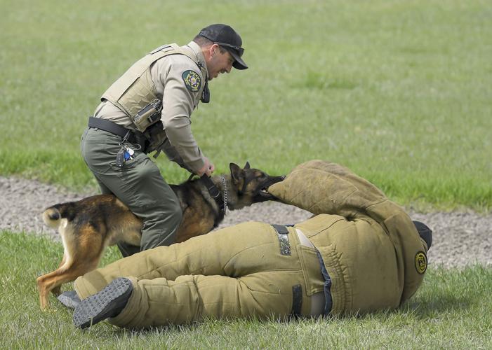 Newest Cache County Sheriff's Office K-9 already at work | Local News ...