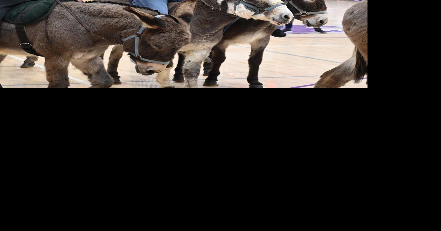 Donkey Ball fundraiser set for April 9 at North Gem School | News ...