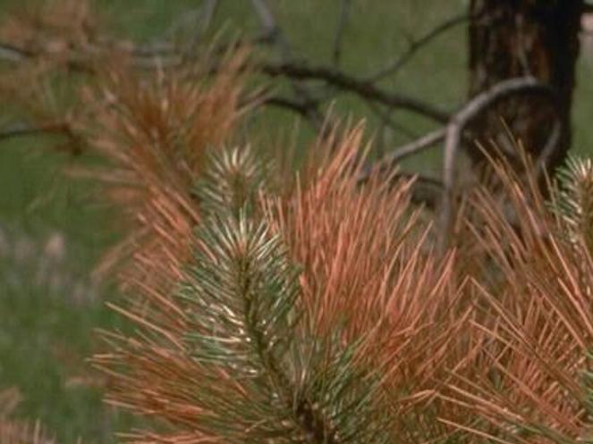 winter burn pine trees