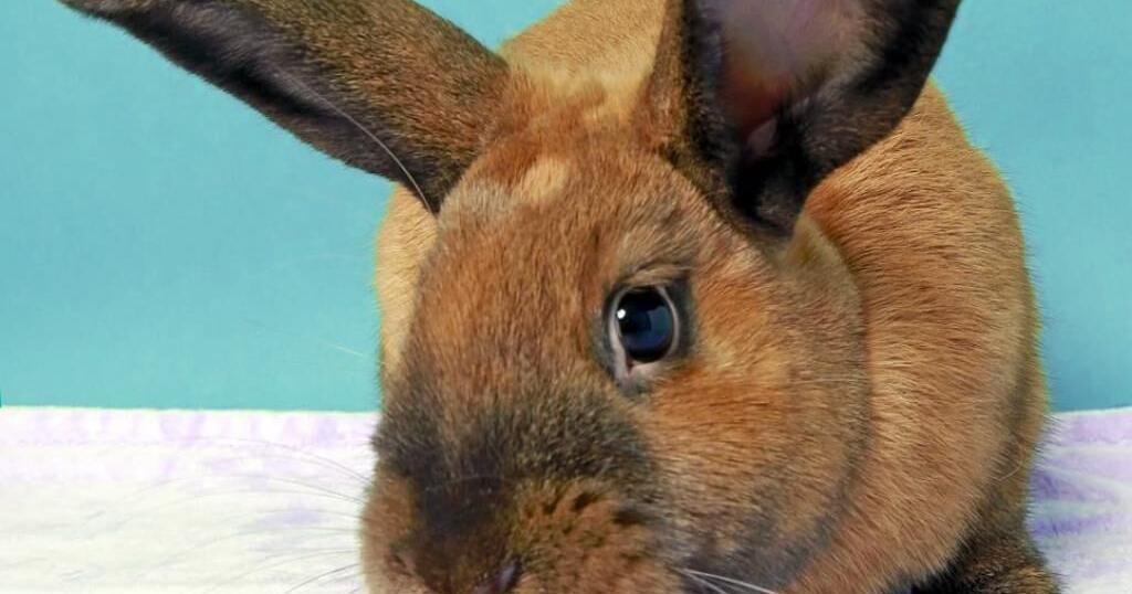 Humane Society of Utah witnesses increase to rabbit hoarding | Local ...