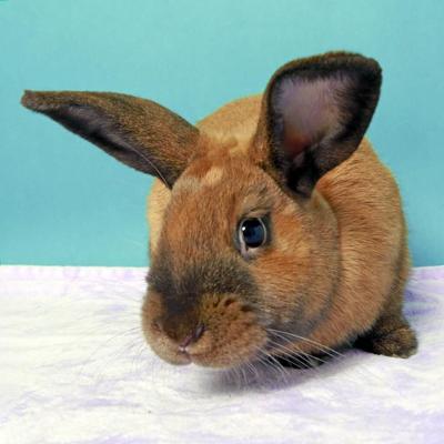 Humane Society of Utah witnesses increase to rabbit hoarding | Local ...