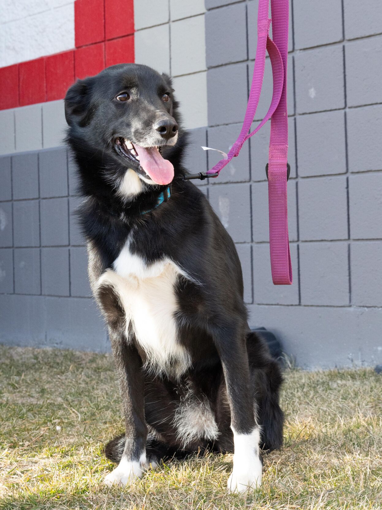 PETS OF THE WEEK | Local News | hjnews.com