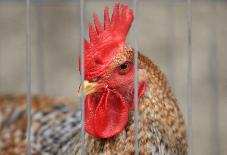 A better bird: Judging chickens, pigeons at fair takes expertise ...