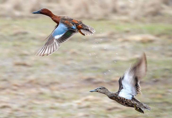 Despite fewer waterfowl, it should be a good hunt | Features | hjnews.com