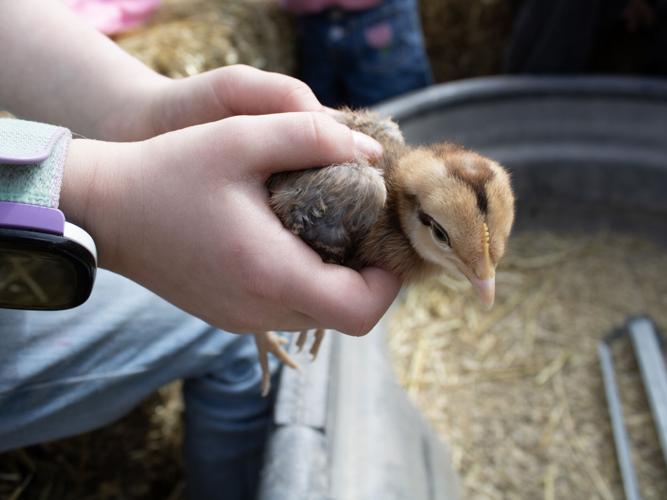 Mini Farm Spring Festival returns to Evan Acres | Local | hjnews.com