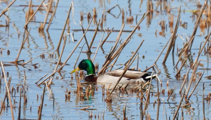 Despite fewer waterfowl, it should be a good hunt | Features | hjnews.com