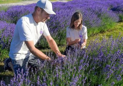 'Life is precious:' A look into the family behind Millville's Lavender ...