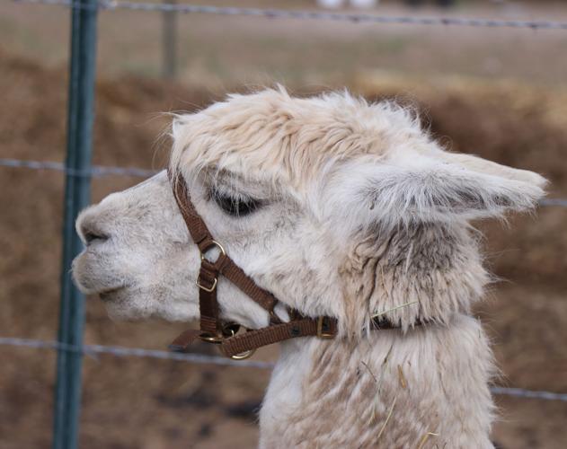 'Mini farm' celebrates spring with baby animals, festivities ...